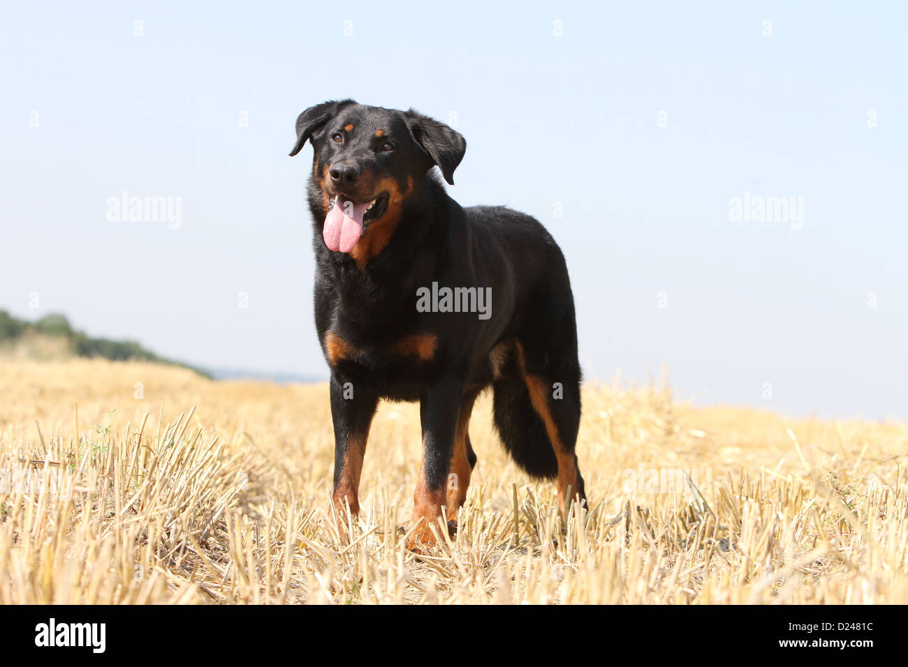 Dog Beauceron / Berger de Beauce adult (black and tan) standing in a ...