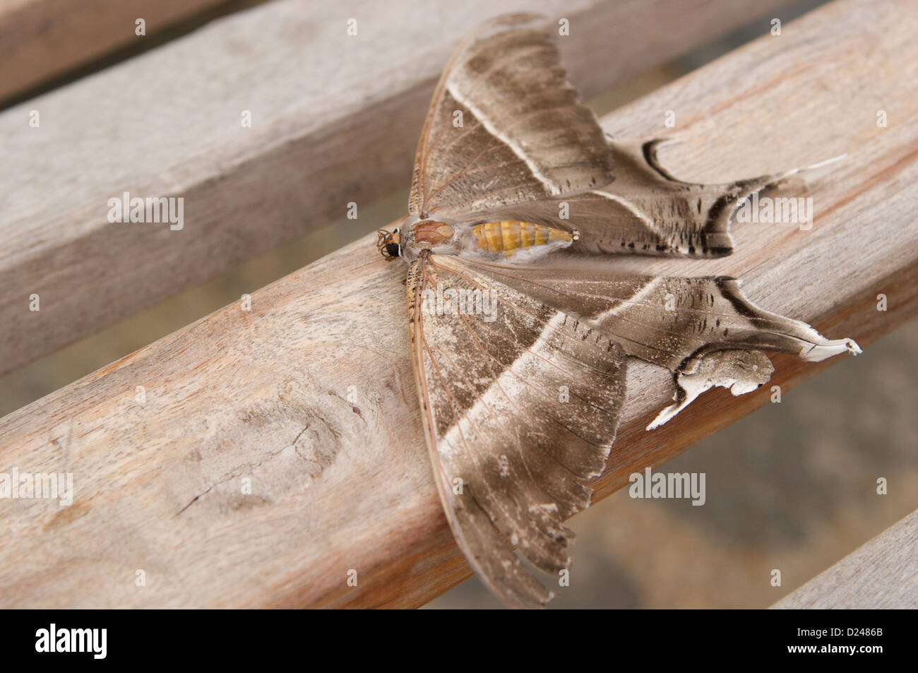 A dead moth lies on a bench at the Ba Na Hil Resort Vietnam Stock Photo ...