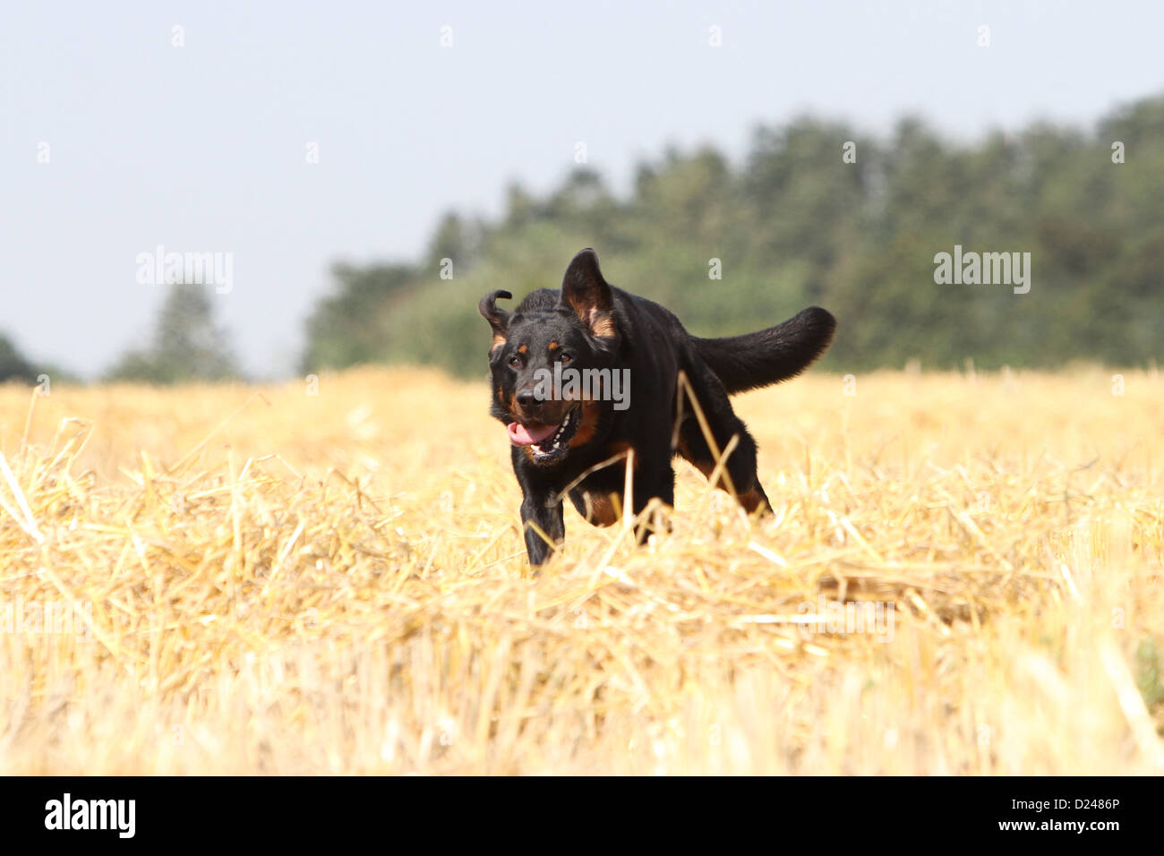 Dog Beauceron / Berger de Beauce adult (black and tan) running in a ...