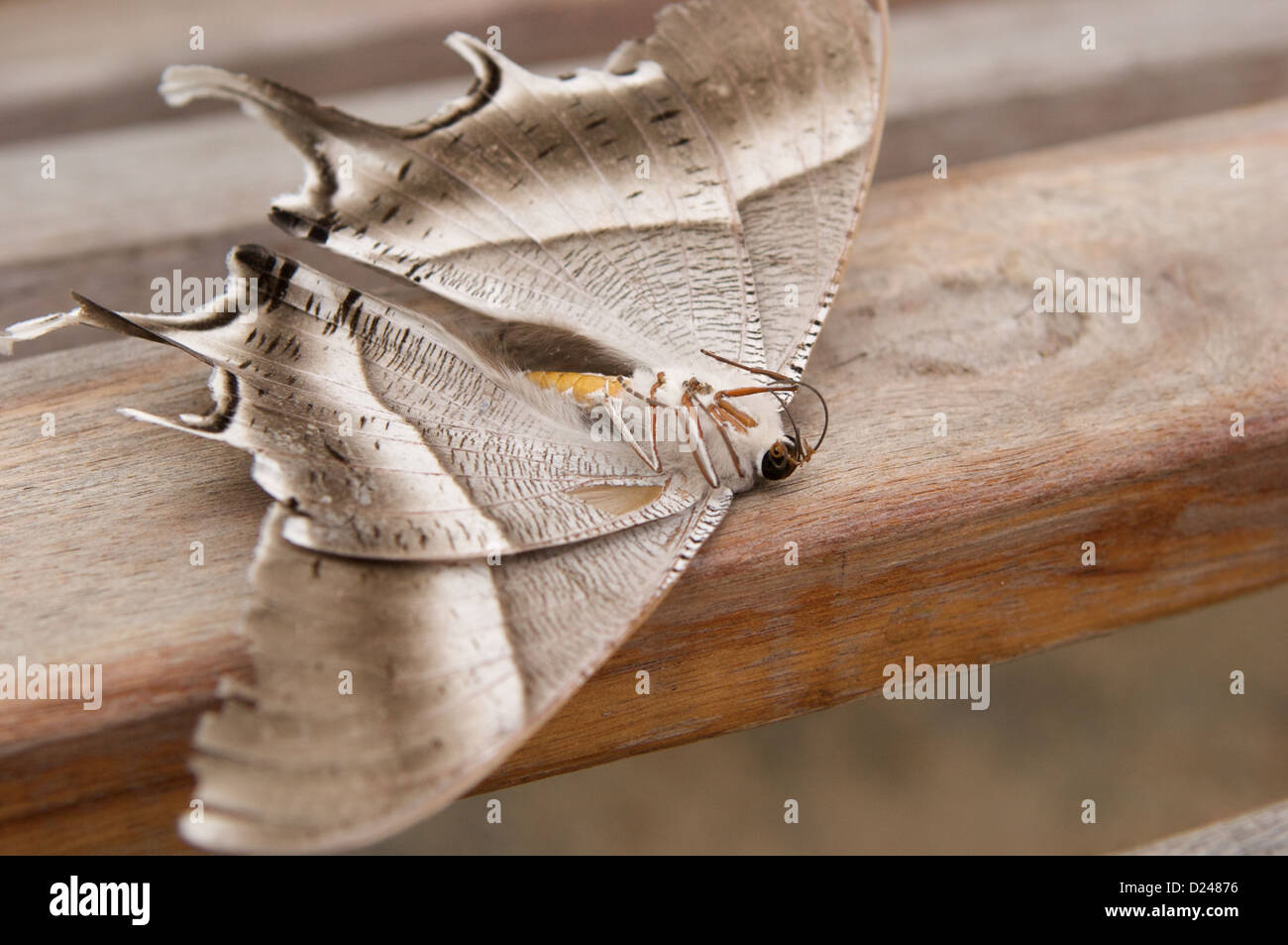 A dead moth lies on a bench at the Ba Na Hil Resort Vietnam Stock Photo ...