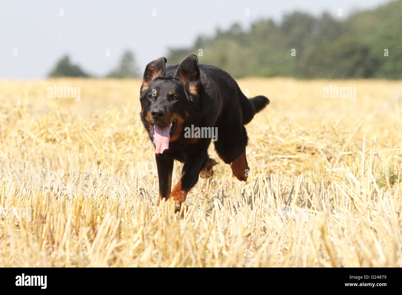 Dog Beauceron / Berger de Beauce adult (black and tan) running in a ...