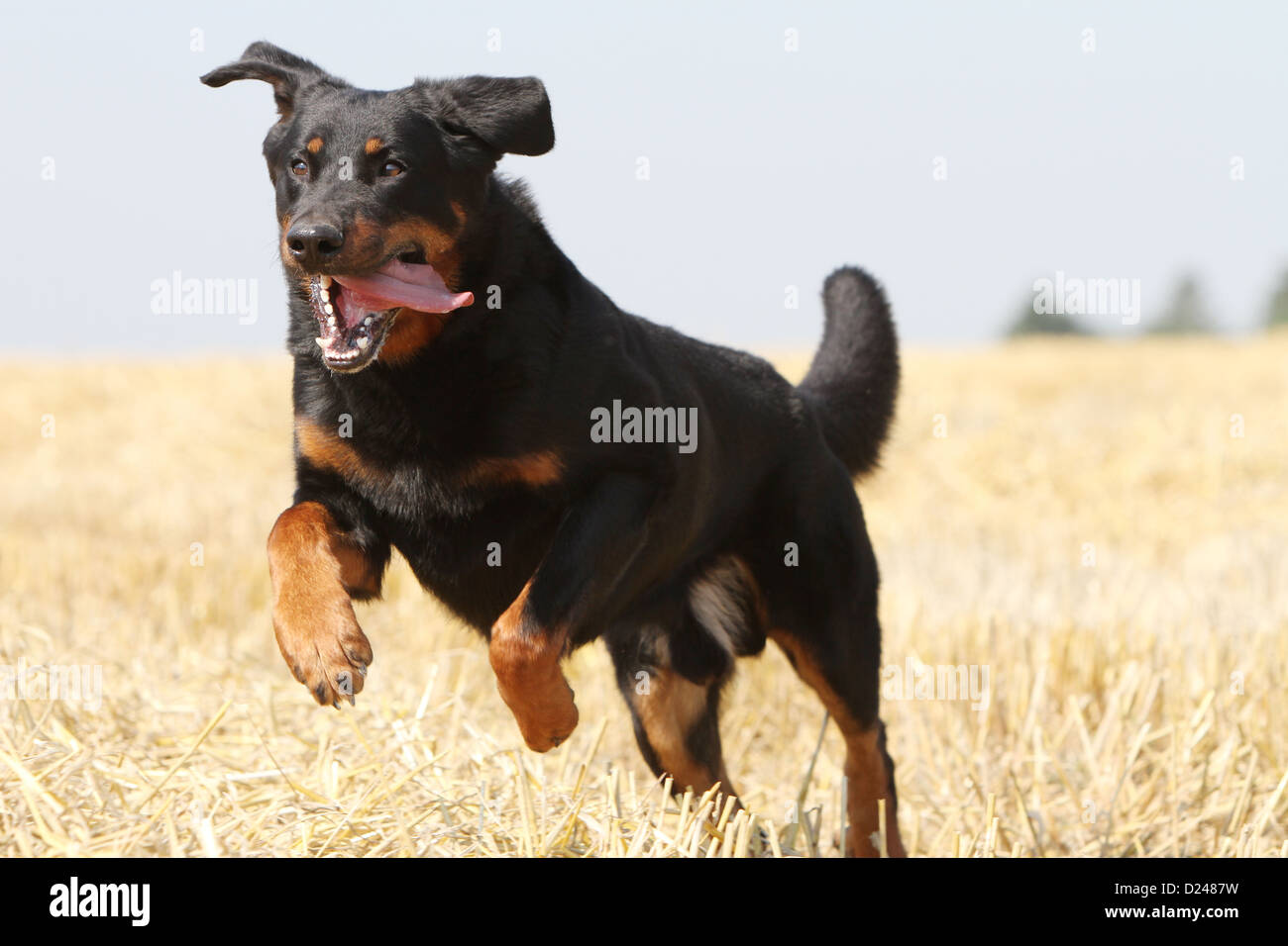 Dog Beauceron / Berger de Beauce adult (black and tan) running in a ...