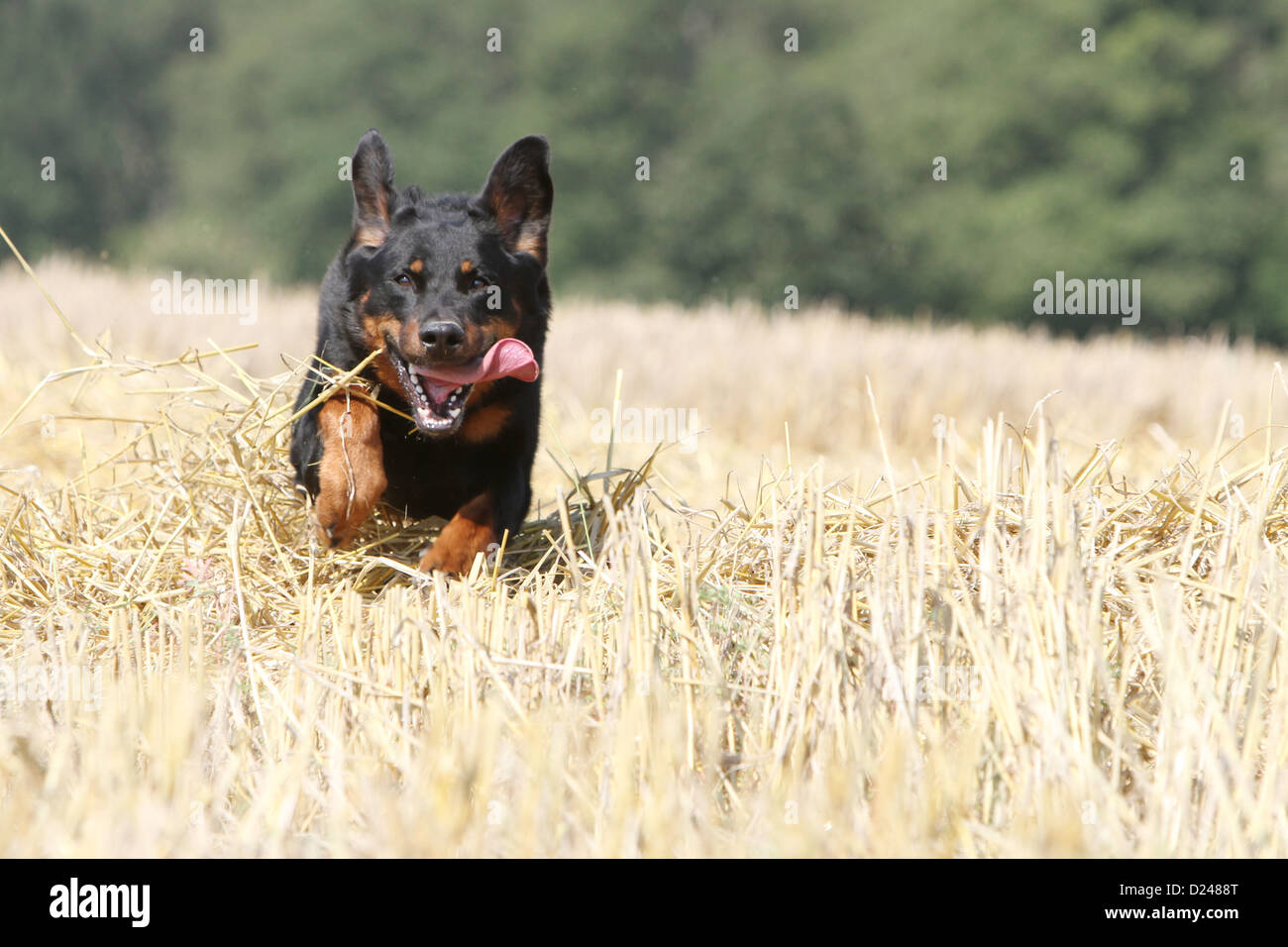 Berger de beauce hi-res stock photography and images - Alamy