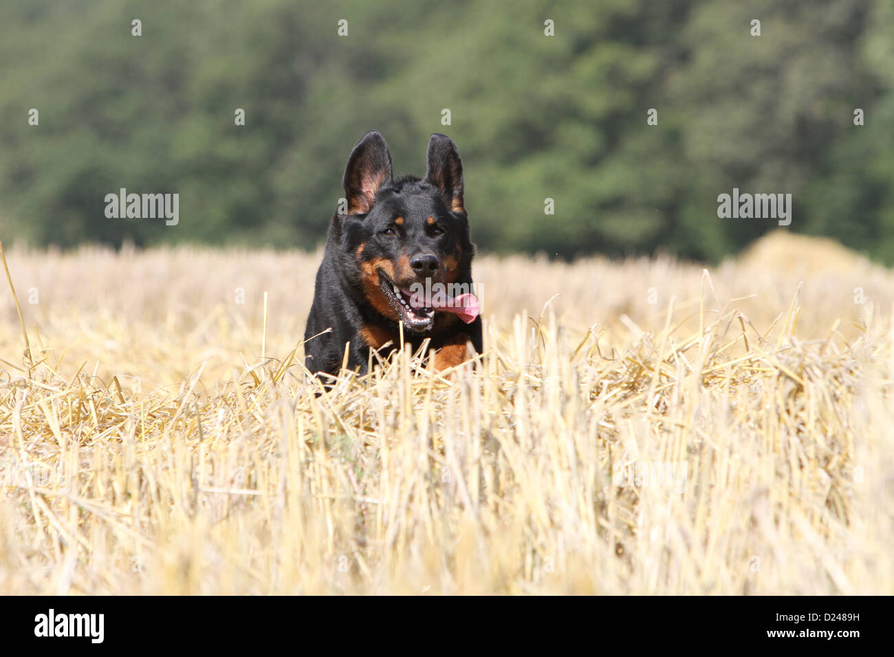 Dog Beauceron / Berger de Beauce adult (black and tan) running in a ...
