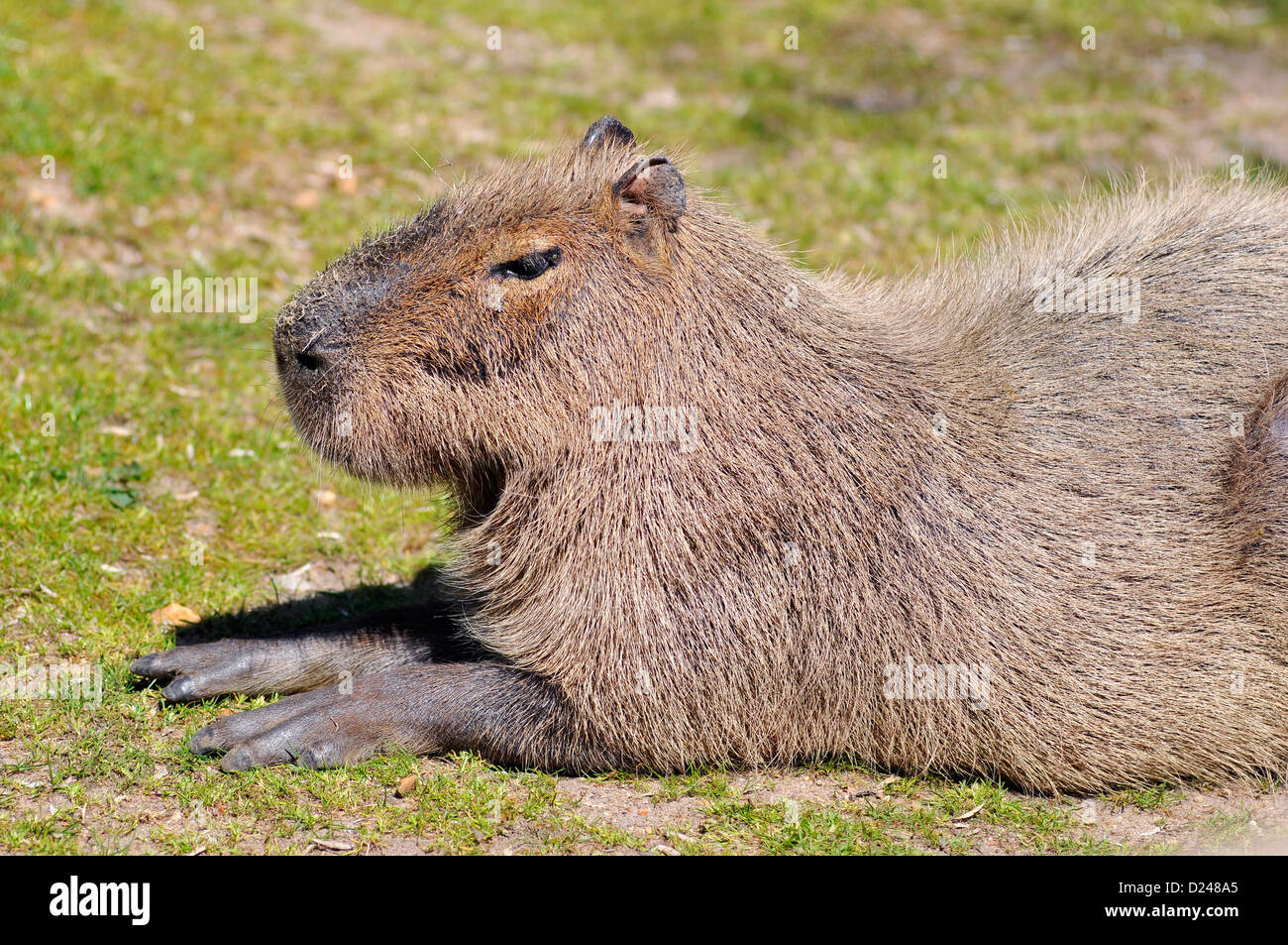 Capybara head hi-res stock photography and images - Alamy