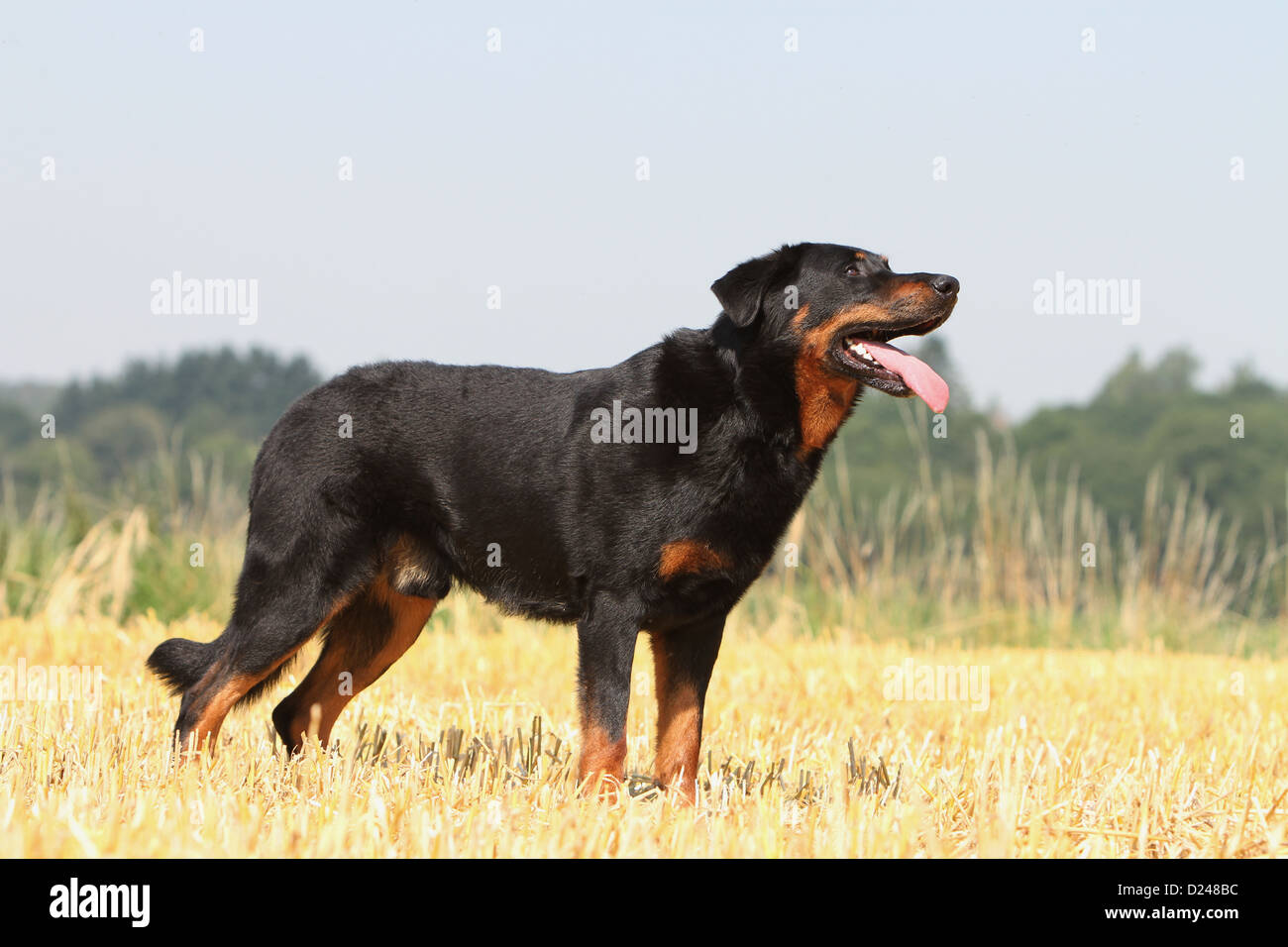 Dog Beauceron / Berger de Beauce adult (black and tan) standing in a ...