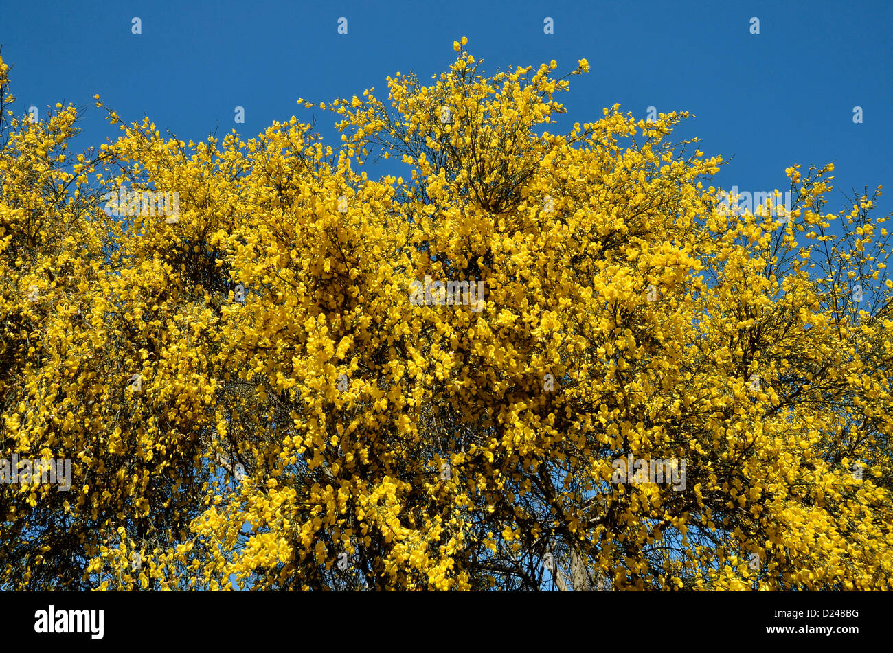 Yellow broom hi-res stock photography and images - Alamy