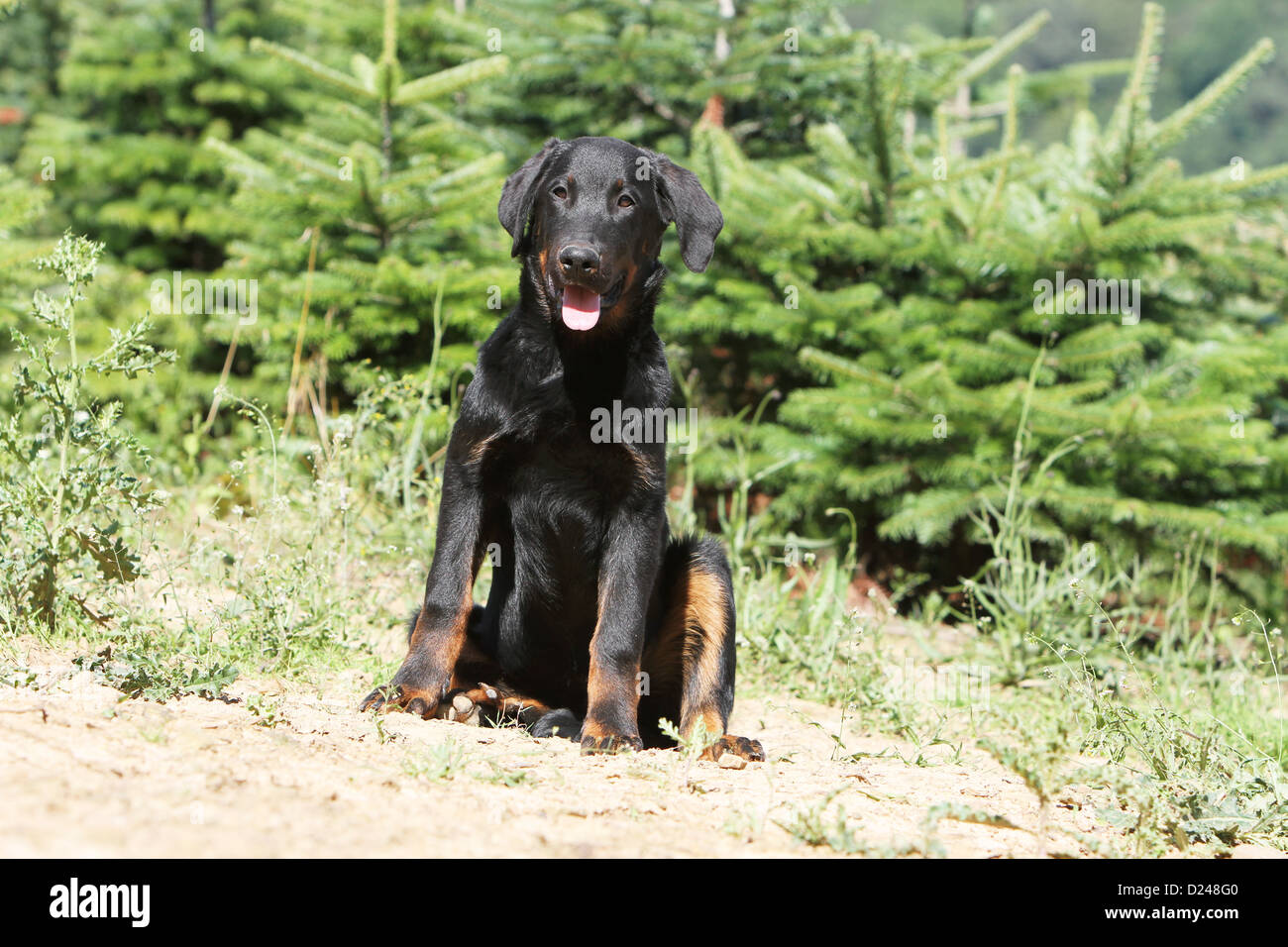 Dog Beauceron / Berger de Beauce puppy (black and tan) sitting on the ...