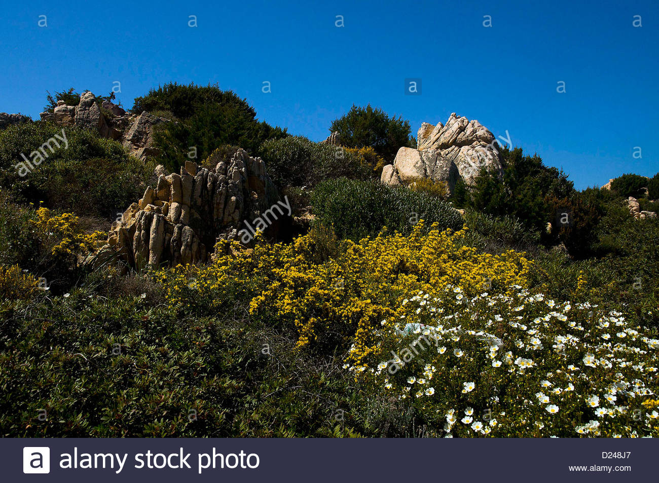 Garrigue Vegetation Stock Photos & Garrigue Vegetation Stock Images - Alamy