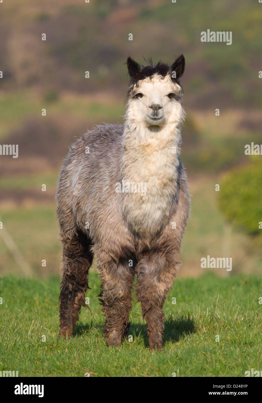 Male Alpaca like Llama Stock Photo - Alamy