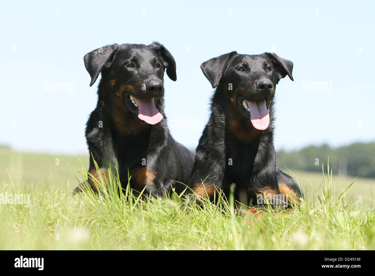 Dog Beauceron / Berger de Beauce two adults (black and tan) lying in a ...