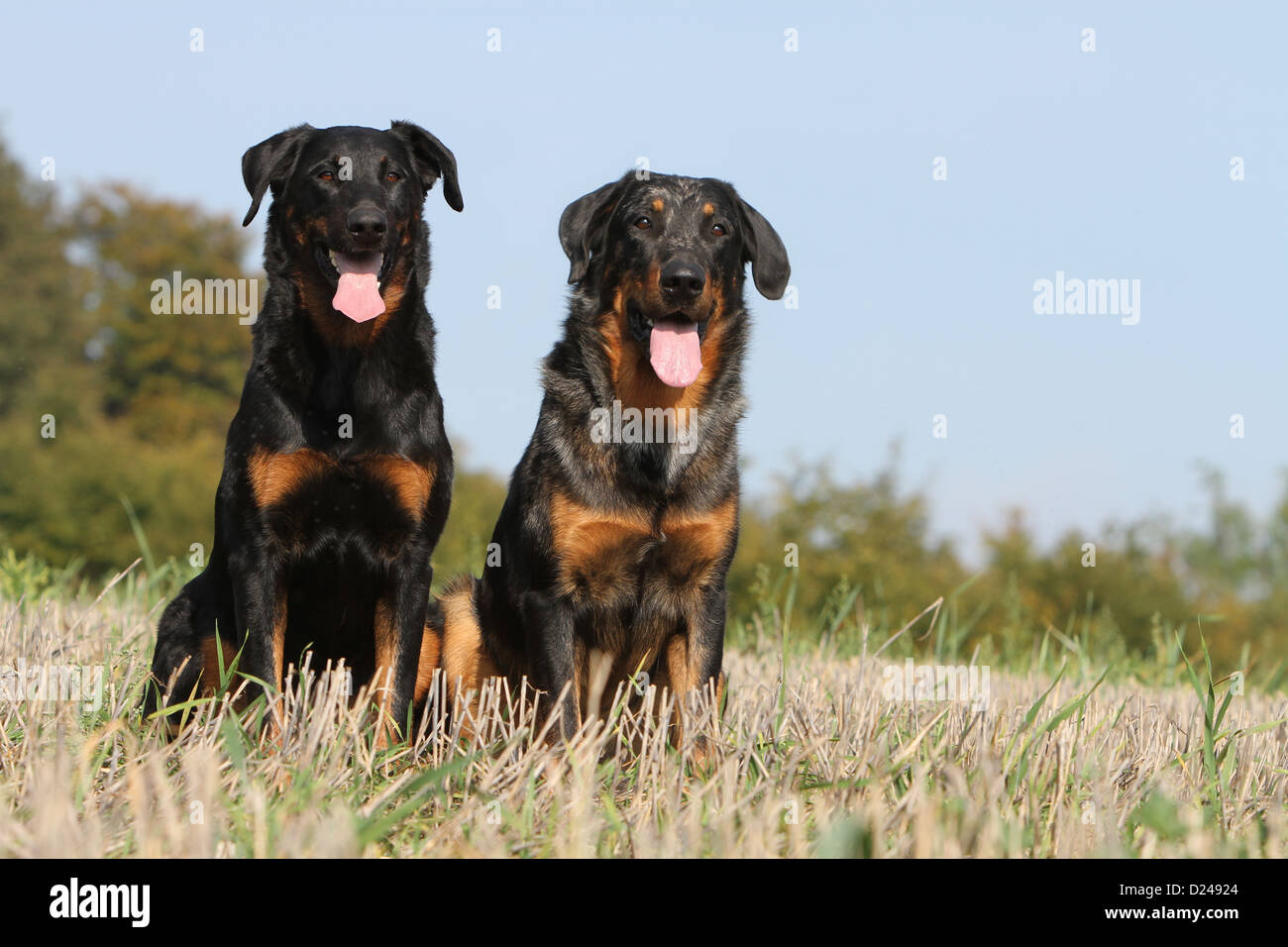 Dog Beauceron / Berger de Beauce two adults different colors (black and ...