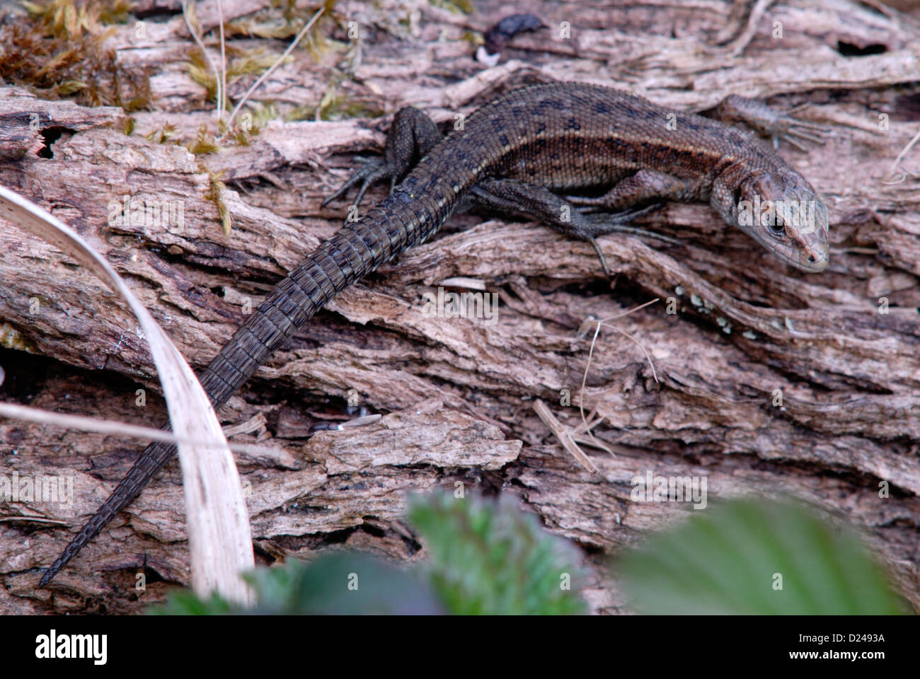 Common lizard lacerta vivipara zootoca Scincomorpha reptile Stock Photo ...
