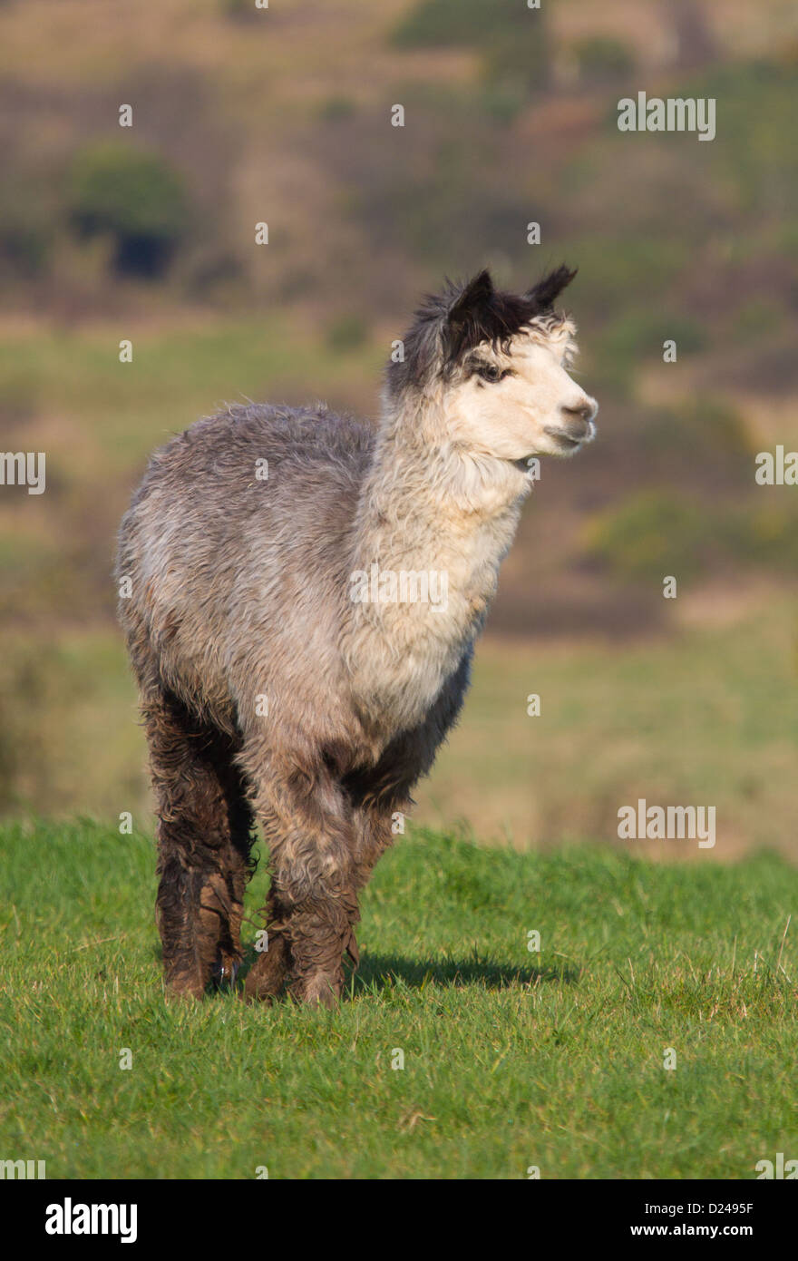 Male alpaca grey and white Stock Photo - Alamy