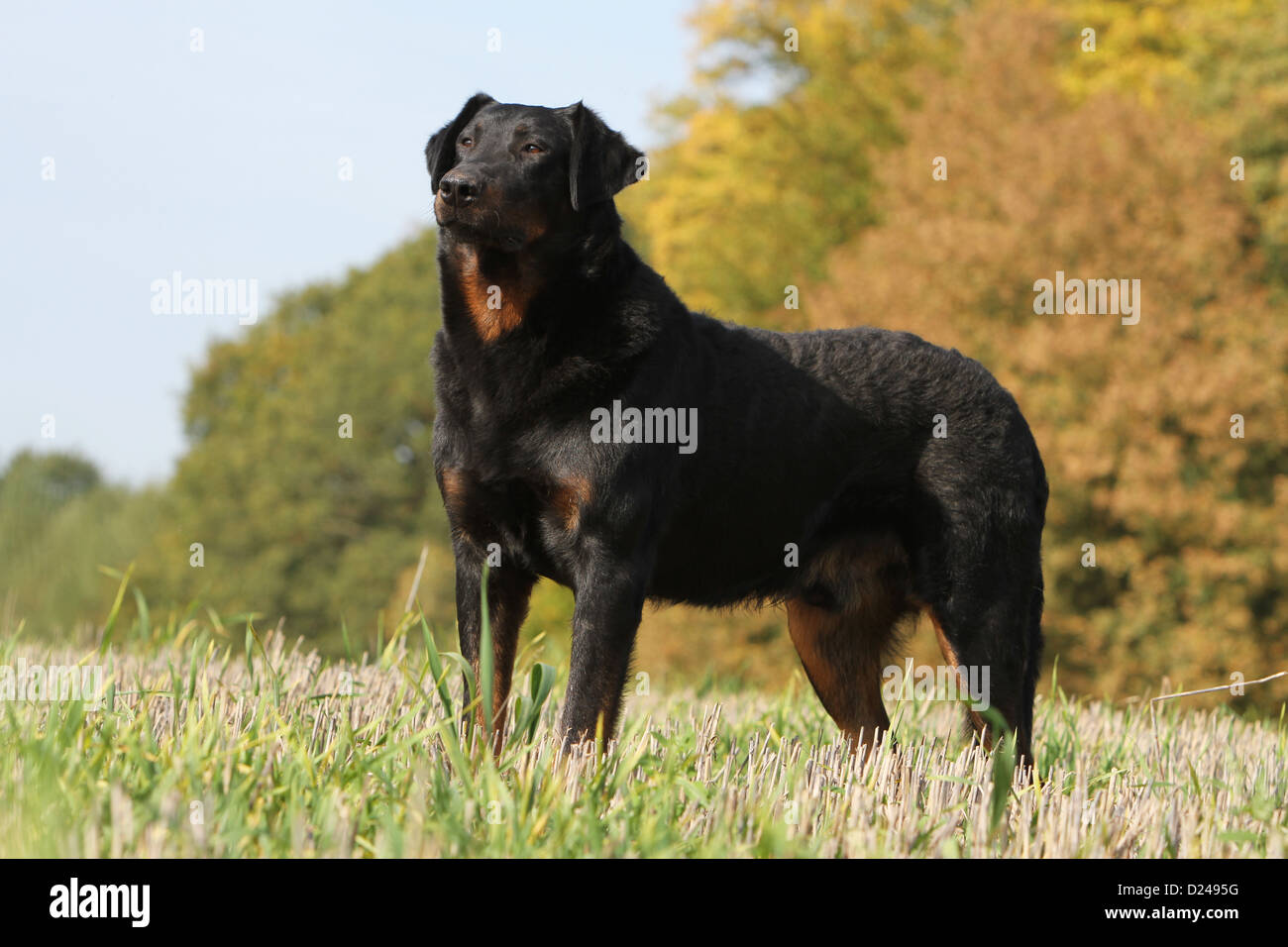 Dog Beauceron / Berger de Beauce adult (black and tan) standing in a ...