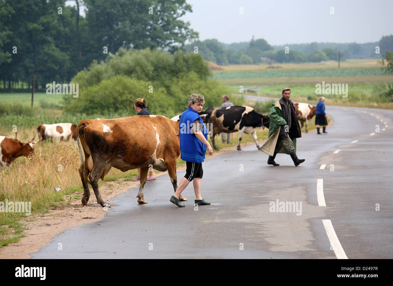 Bajary, Belarus, pushing farmers cows across the road Stock Photo - Alamy