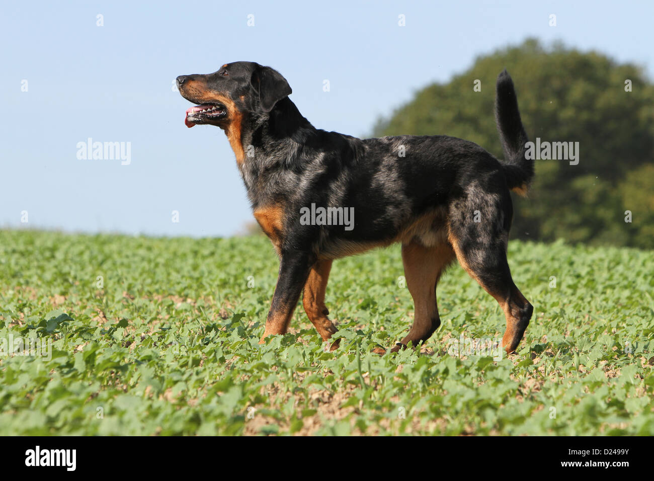 Dog Beauceron / Berger de Beauce adult (Harlequin) standing on the ...