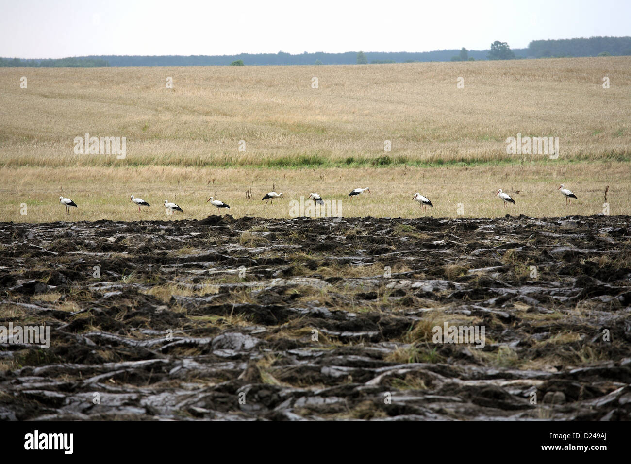 Storks land on field hi-res stock photography and images - Alamy