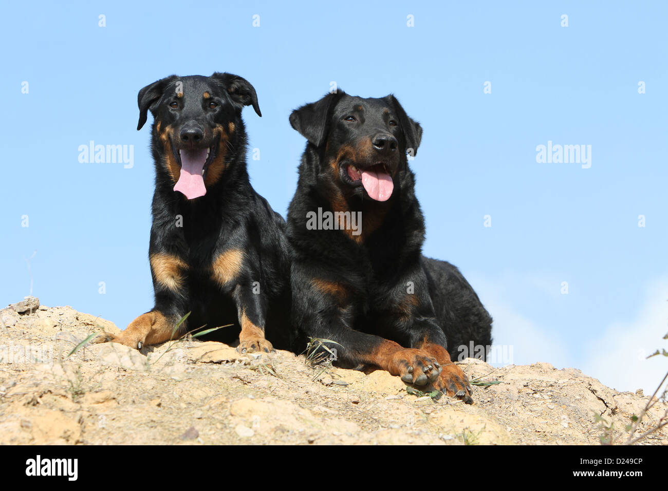 Dog Beauceron / Berger de Beauce two adults (black and tan) lying on ...