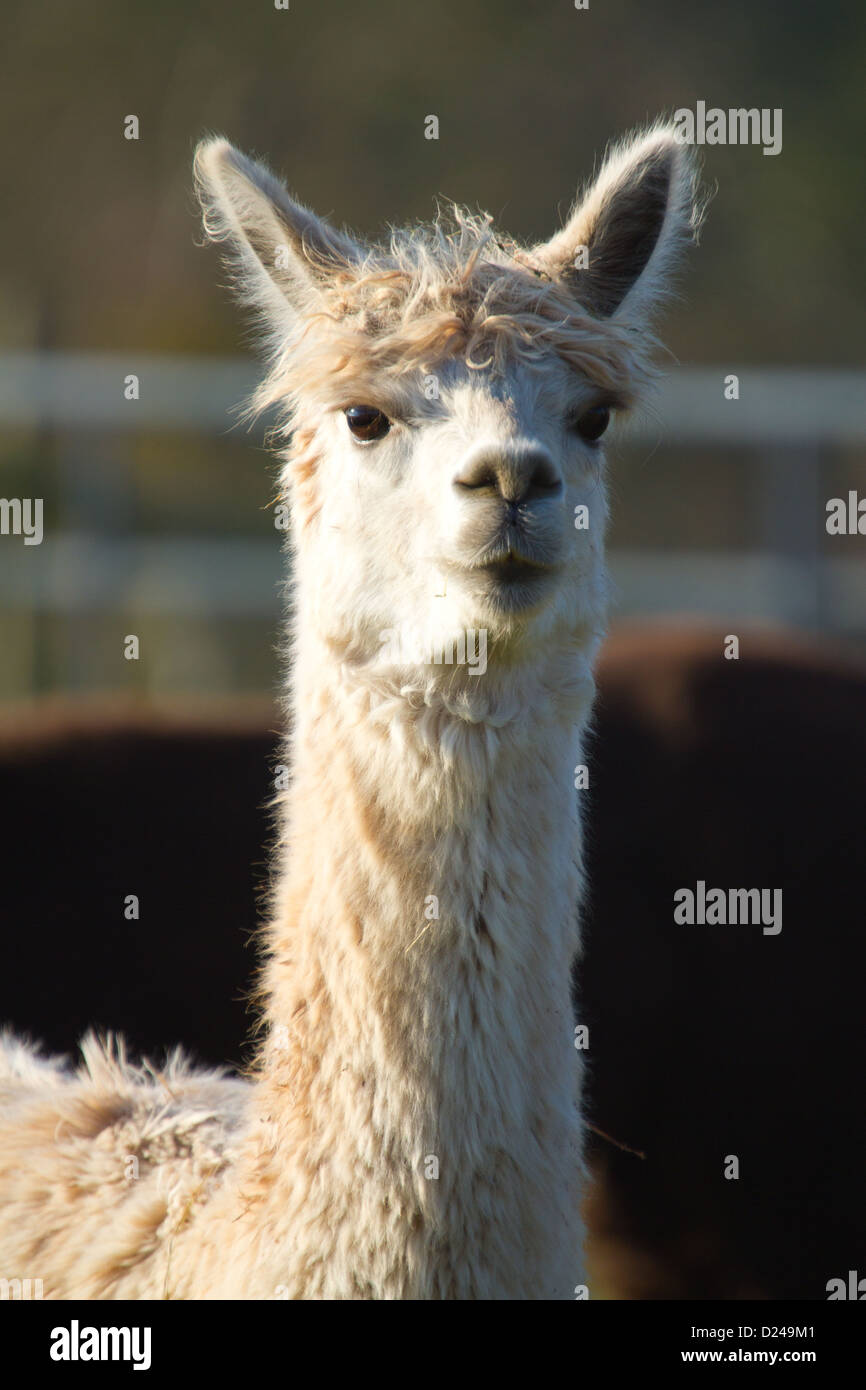 Long neck of Alpaca. They are lie small llamas Stock Photo - Alamy