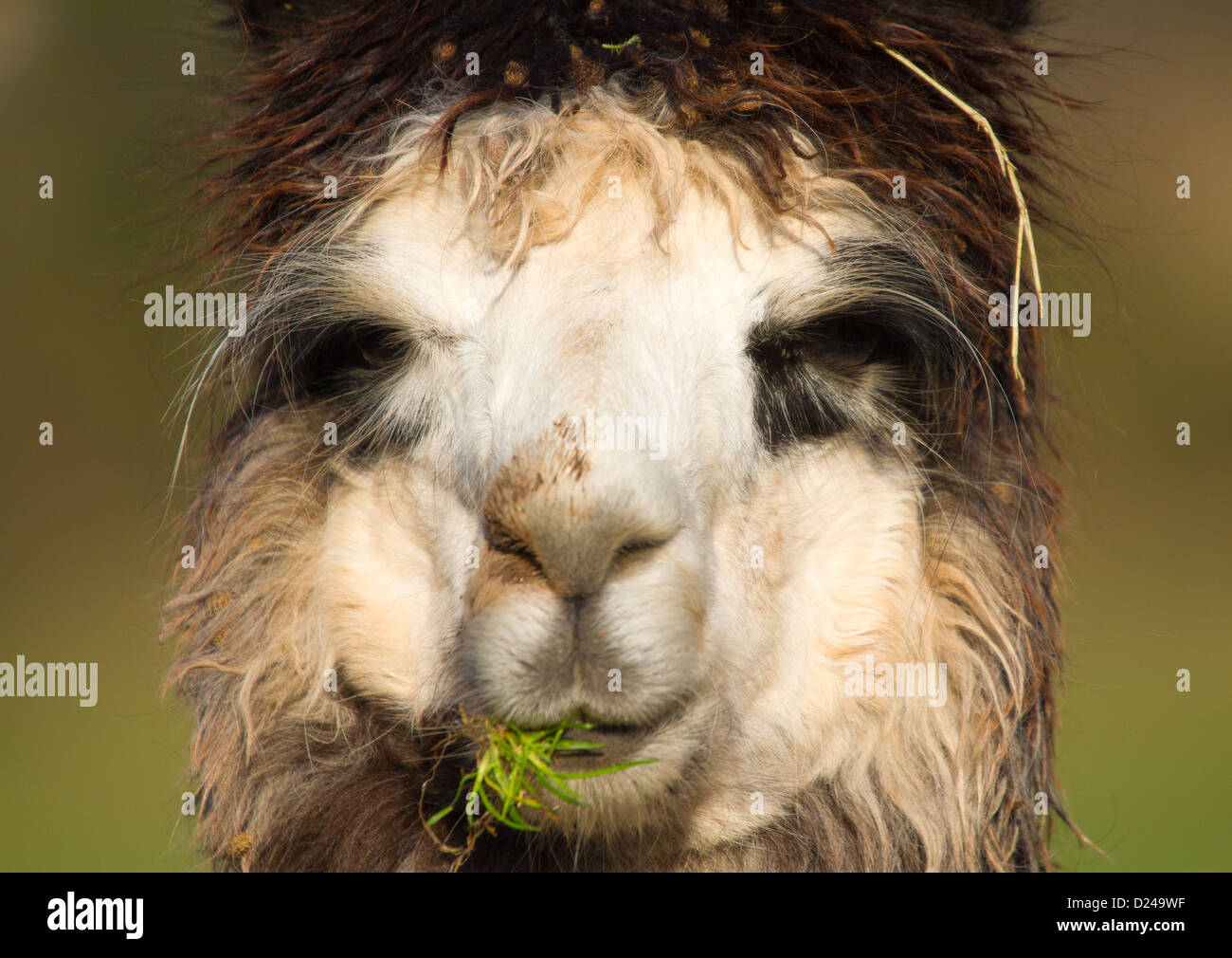 Alpaca enjoying lunch Stock Photo - Alamy