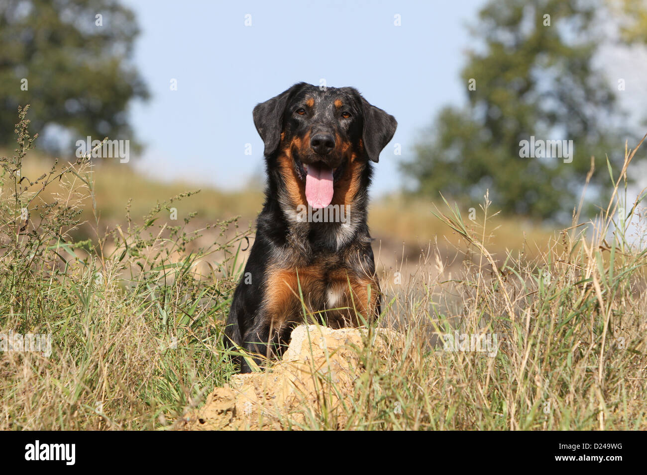 Dog Beauceron / Berger de Beauce adult (Harlequin) sitting in a meadow ...