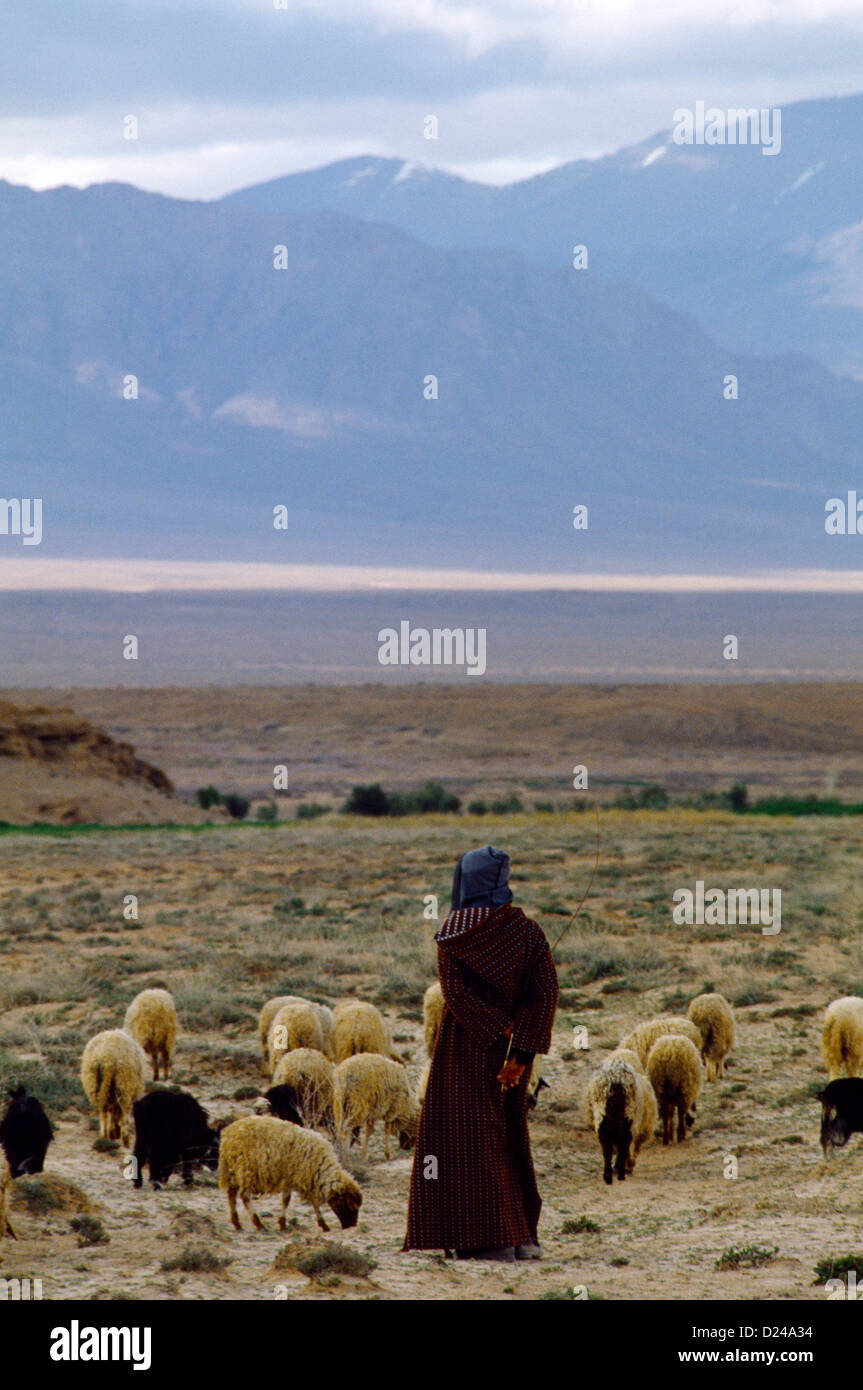 Outat El Haj Morocco Berber Shepherd with Sheep by Atlas Mountains ...