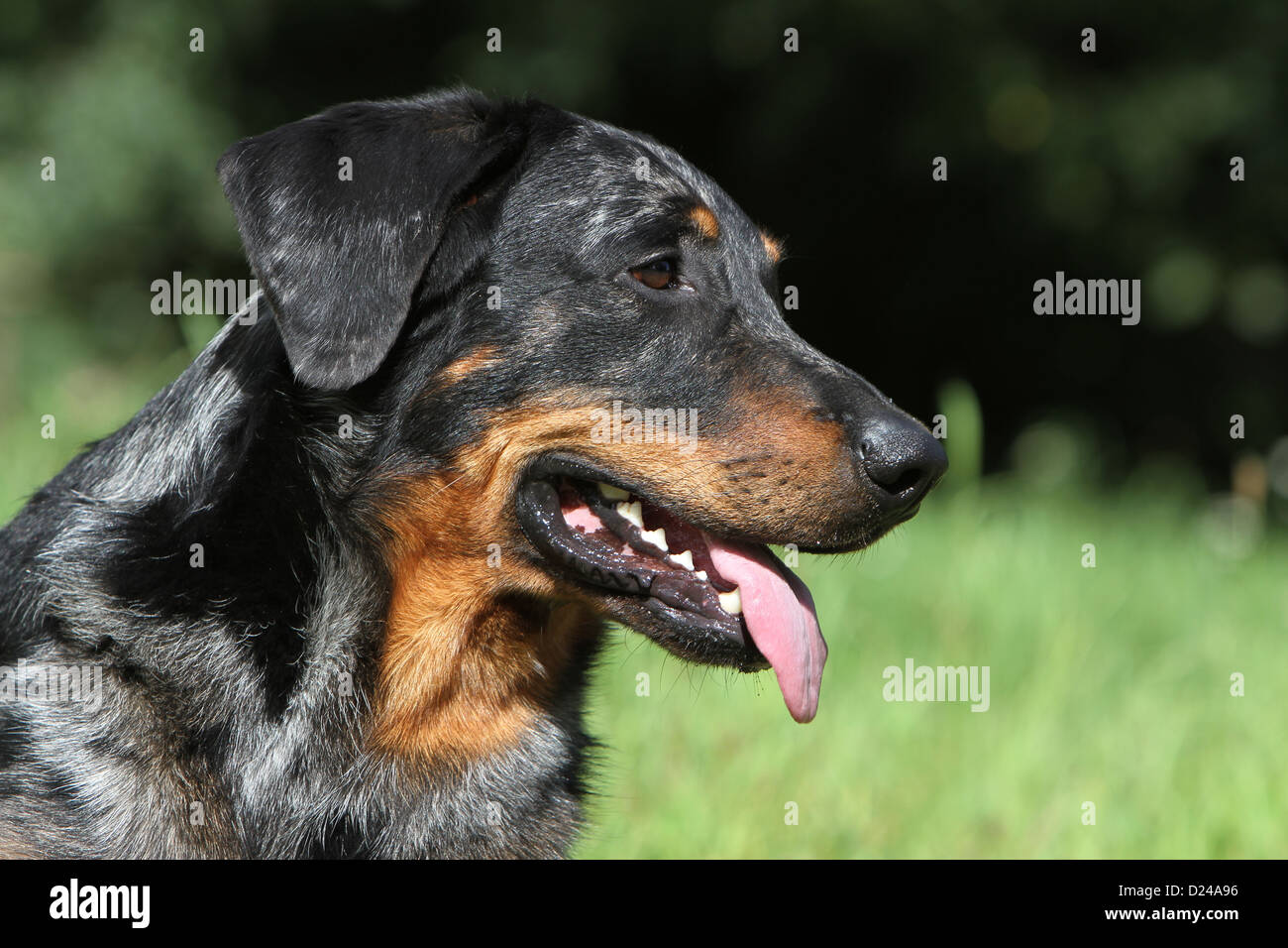 Dog Beauceron / Berger de Beauce adult (Harlequin) portrait profile ...