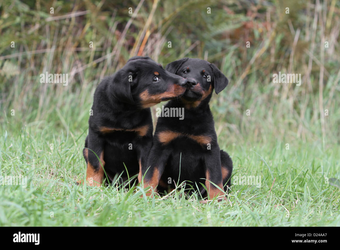 Dog Beauceron / Berger de Beauce two puppies (black and tan) sitting in ...