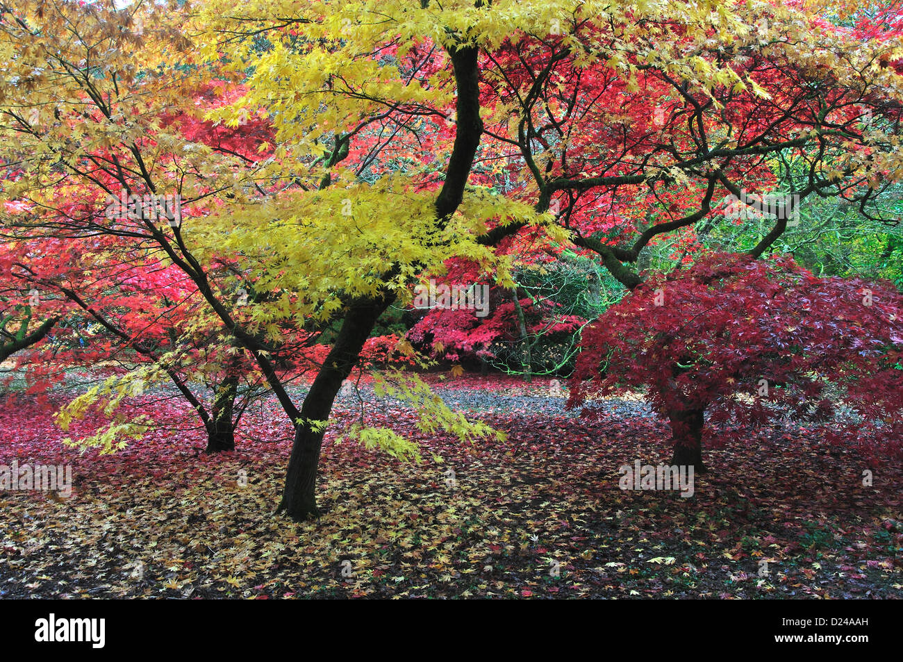 Japanese Maple Acer Glade Westonbirt Old Arboretum autumn colour ...