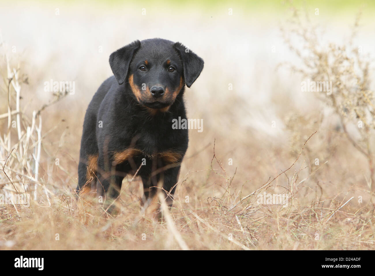 Dog Beauceron / Berger de Beauce puppy (black and tan) standing in a ...