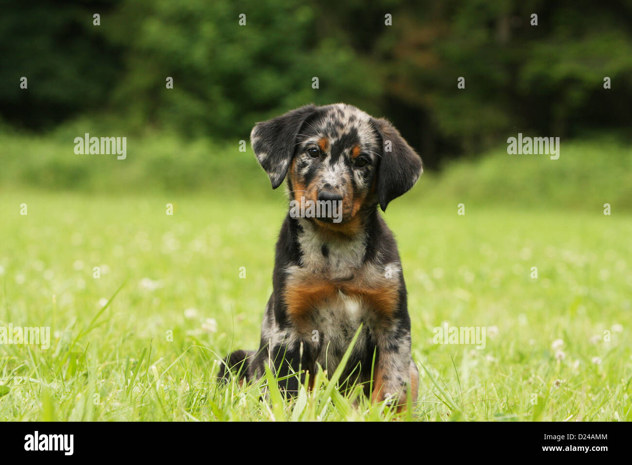 Dog Beauceron / Berger de Beauce puppy (Harlequin) sitting in a meadow ...