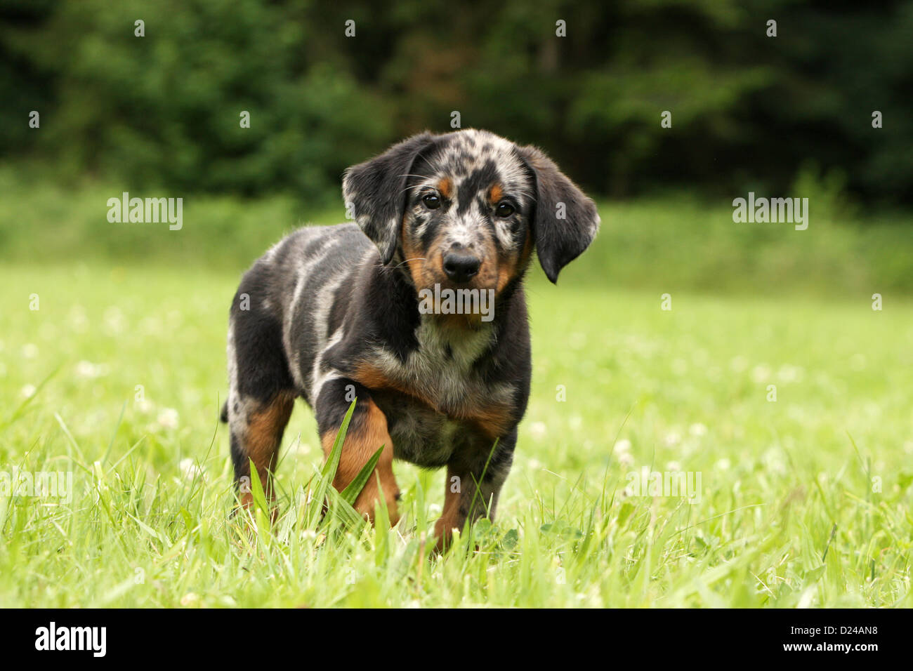 Dog Beauceron / Berger de Beauce puppy (Harlequin) standing in a meadow ...