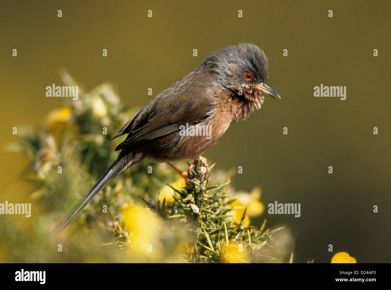 Dartford warbler sylvia undata bird heathland Stock Photo - Alamy
