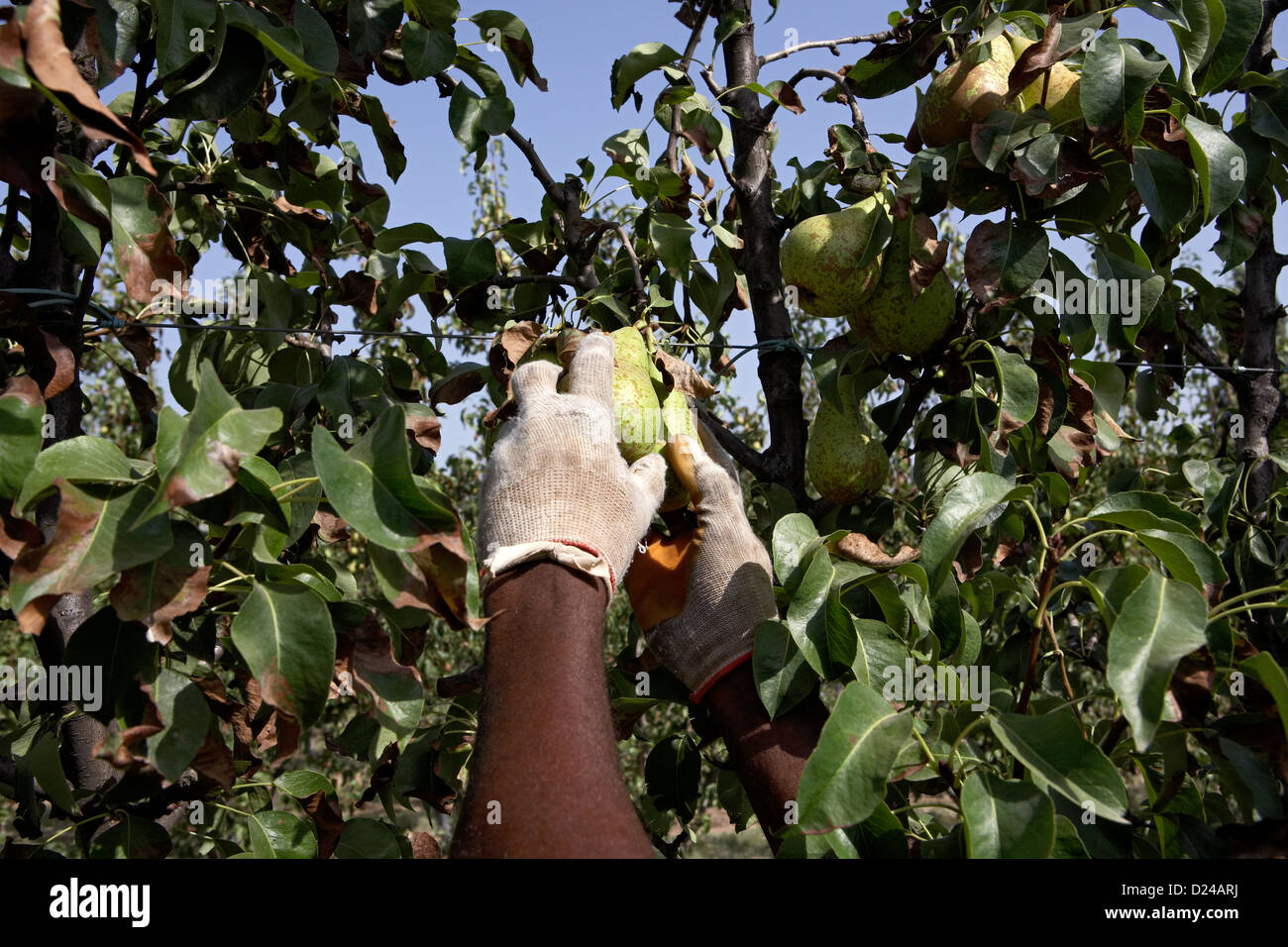 Conference pear tree fruit hi-res stock photography and images - Alamy
