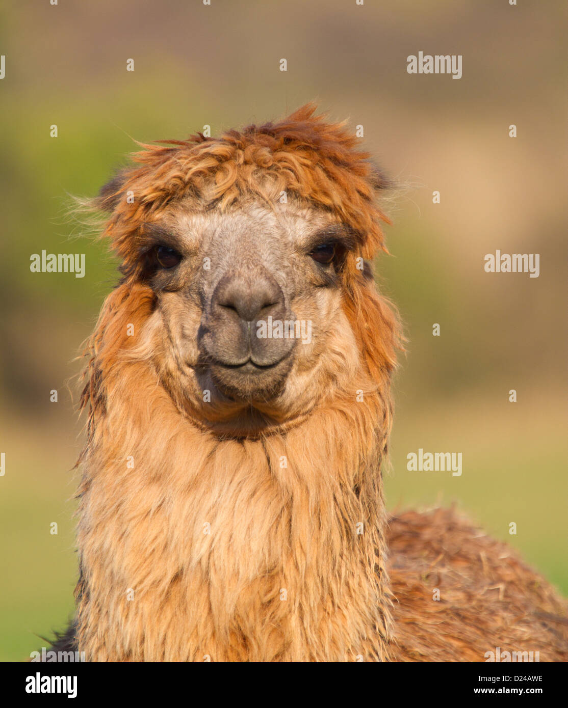 Brown Alpaca Face Brown Alpaca Open Mouth Wallpaper | WallpapersOK