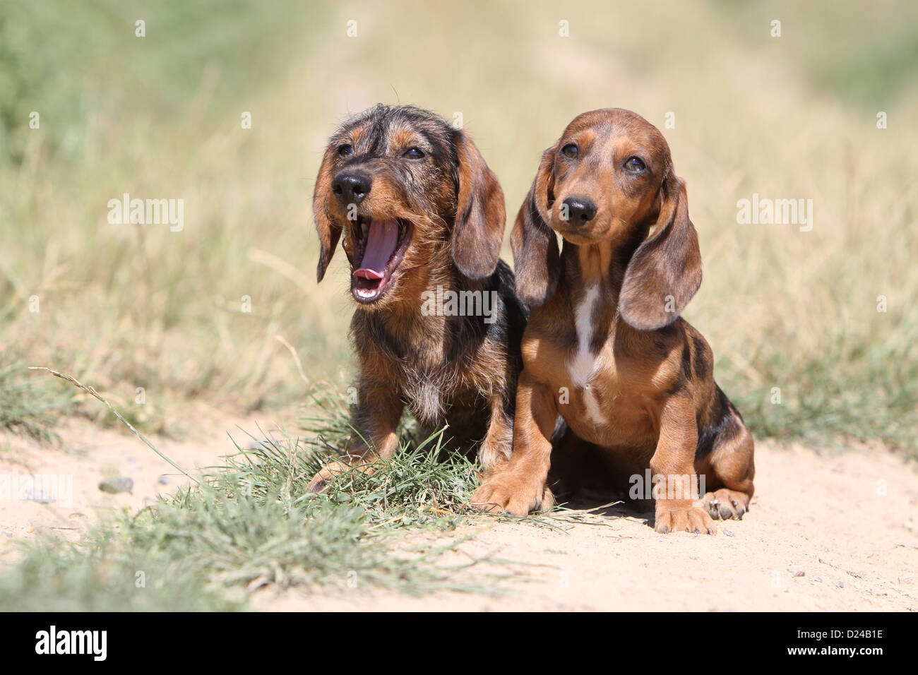 Dog Dachshund / Dackel / Teckel two puppies different hairs (Wire and ...