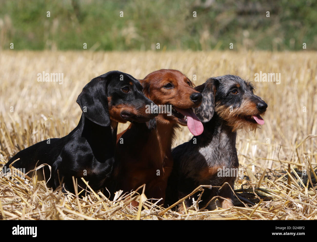 Dog Dachshund / Dackel / Teckel three adults different hairs (short ...