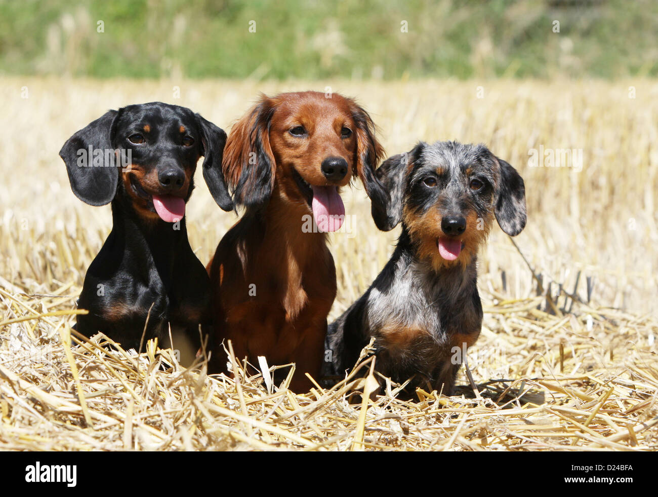 Dog Dachshund / Dackel / Teckel three adults different hairs (short ...