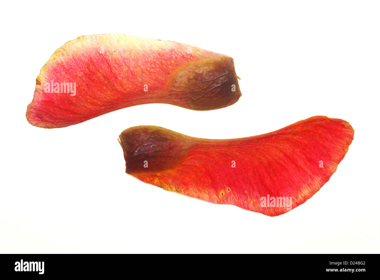 Close up of maple seeds on white background Stock Photo - Alamy
