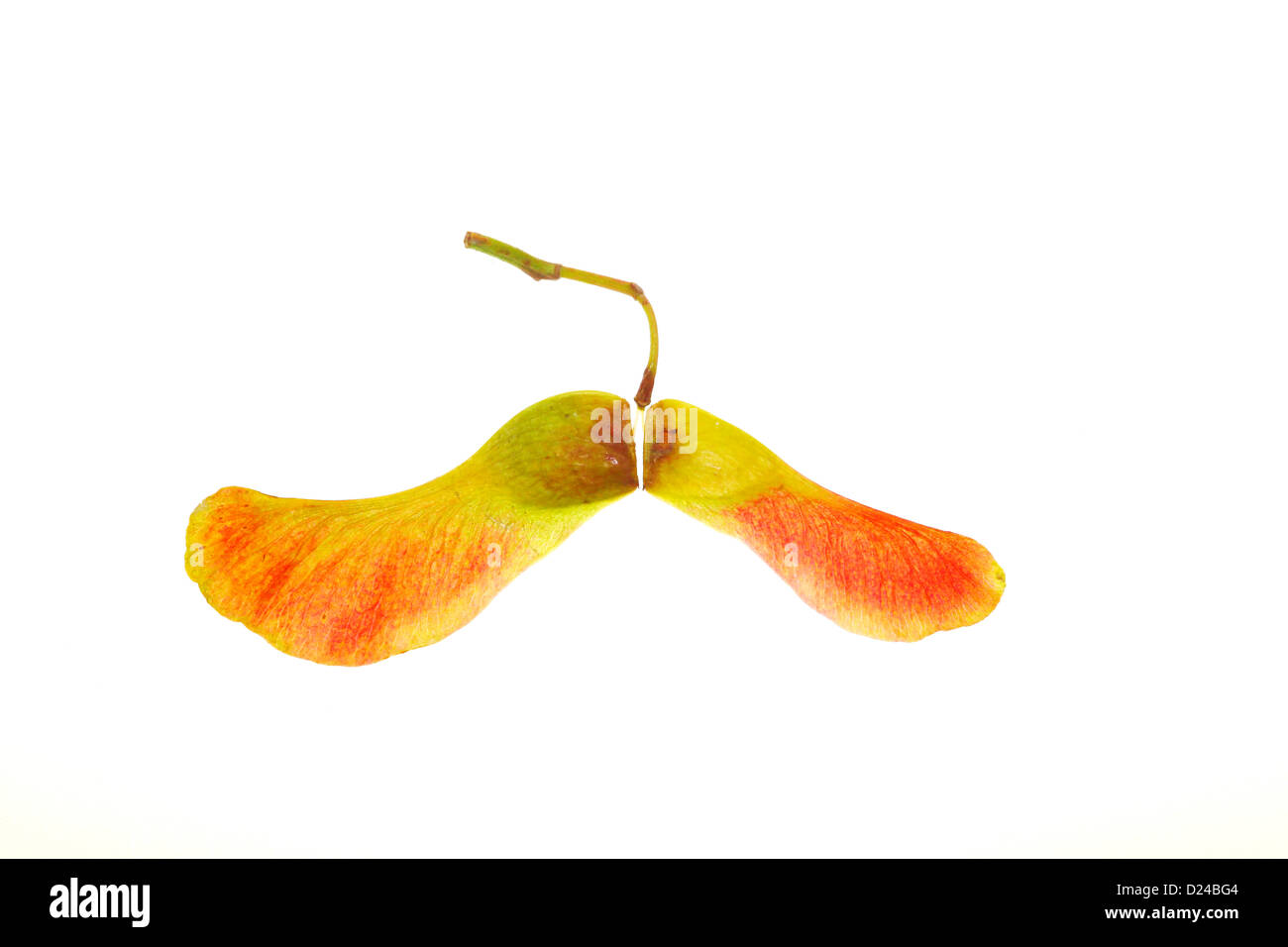 Close up of maple seeds on white background Stock Photo - Alamy