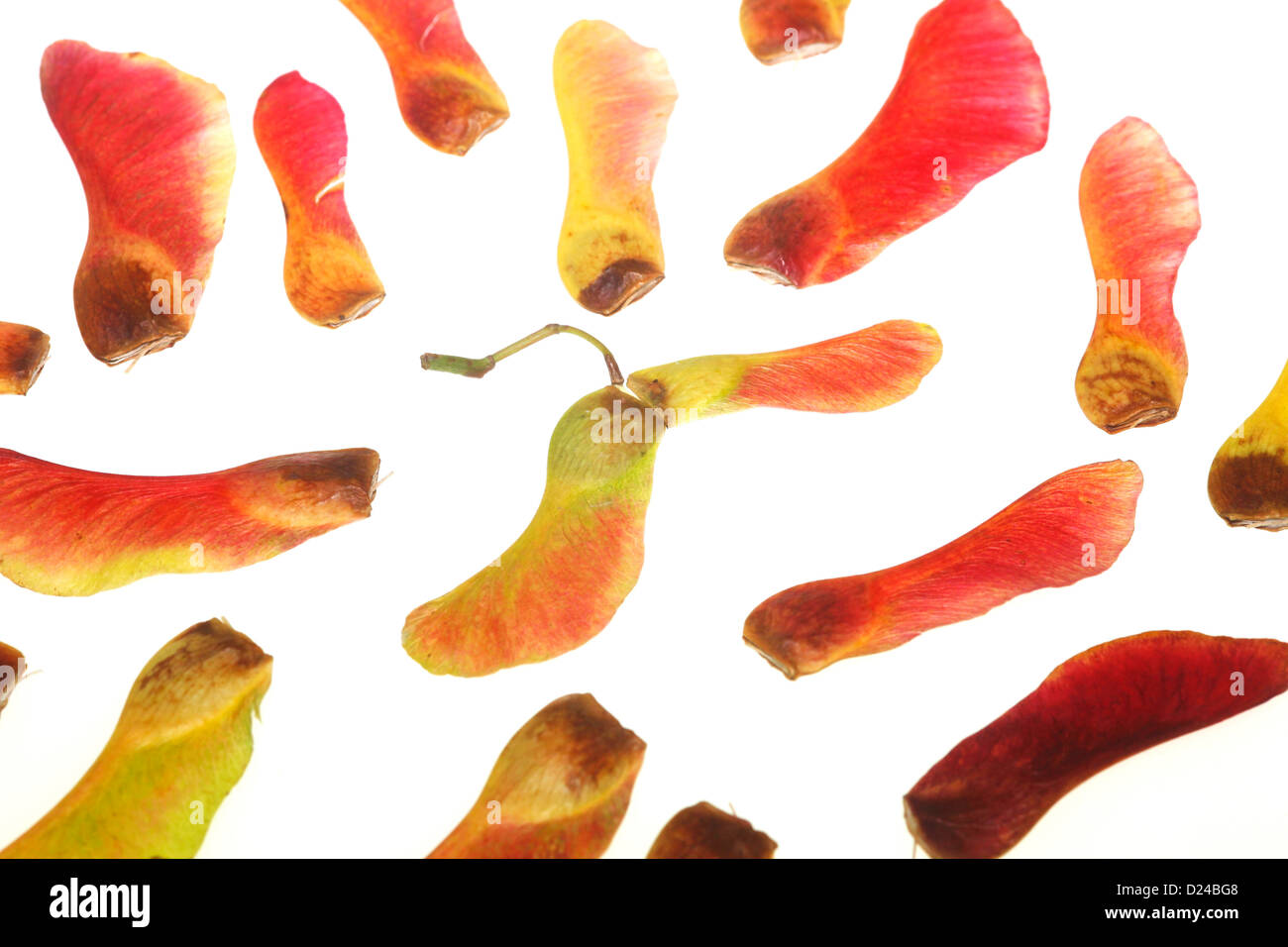 Close up of maple seeds on white background Stock Photo - Alamy