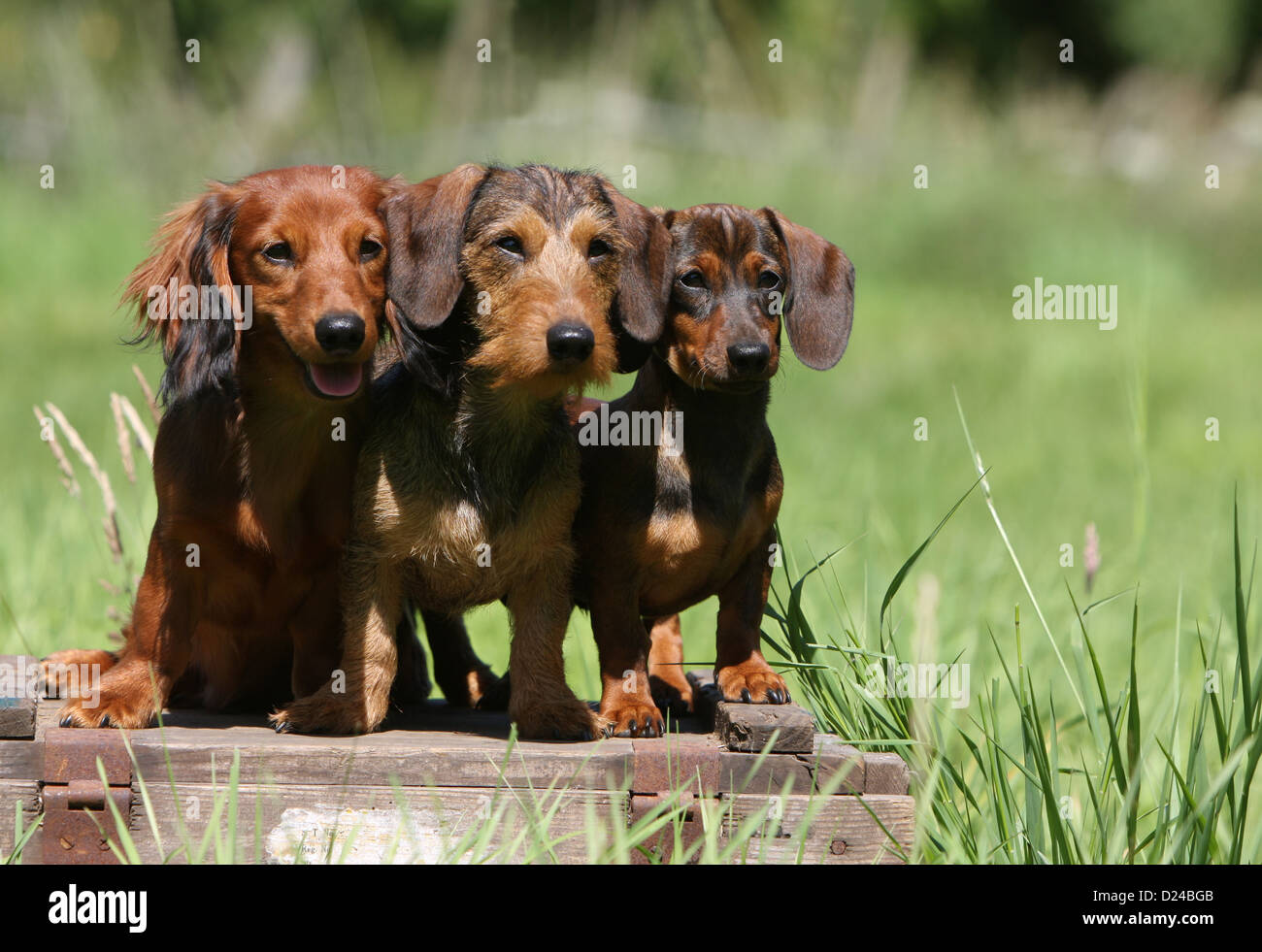 Dog Dachshund / Dackel / Teckel three adults different hairs (long ...