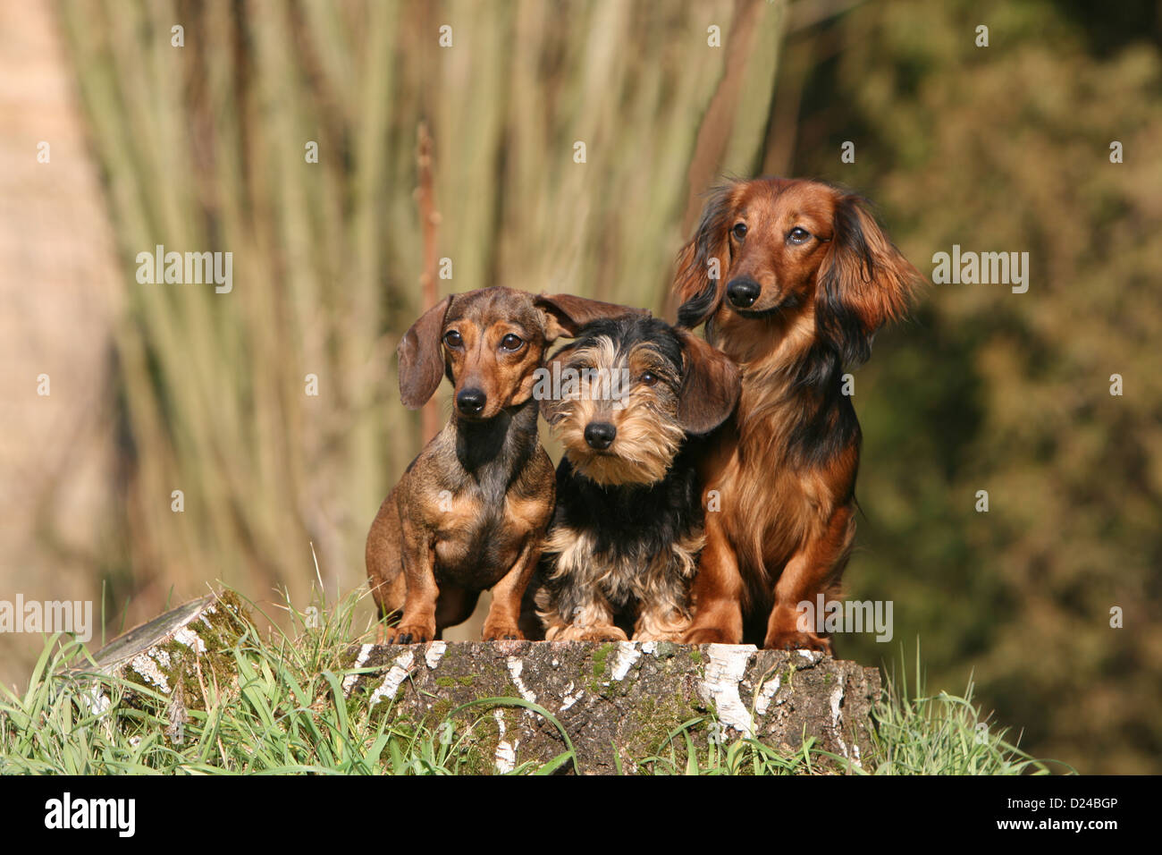 Dog Dachshund / Dackel / Teckel three adults different hairs (Short ...