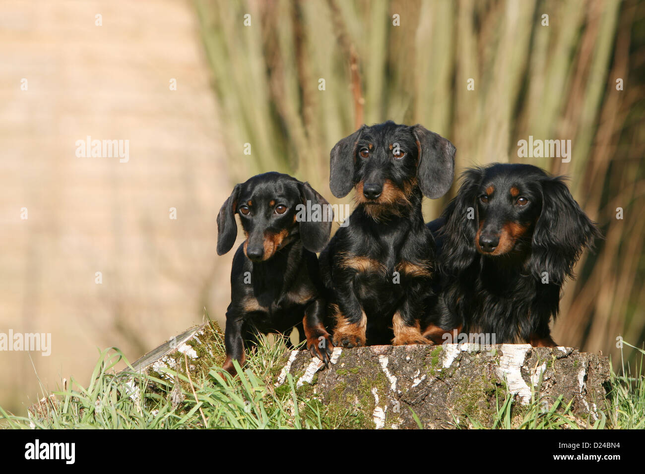 Dog Dachshund / Dackel / Teckel three adults different hairs (short ...