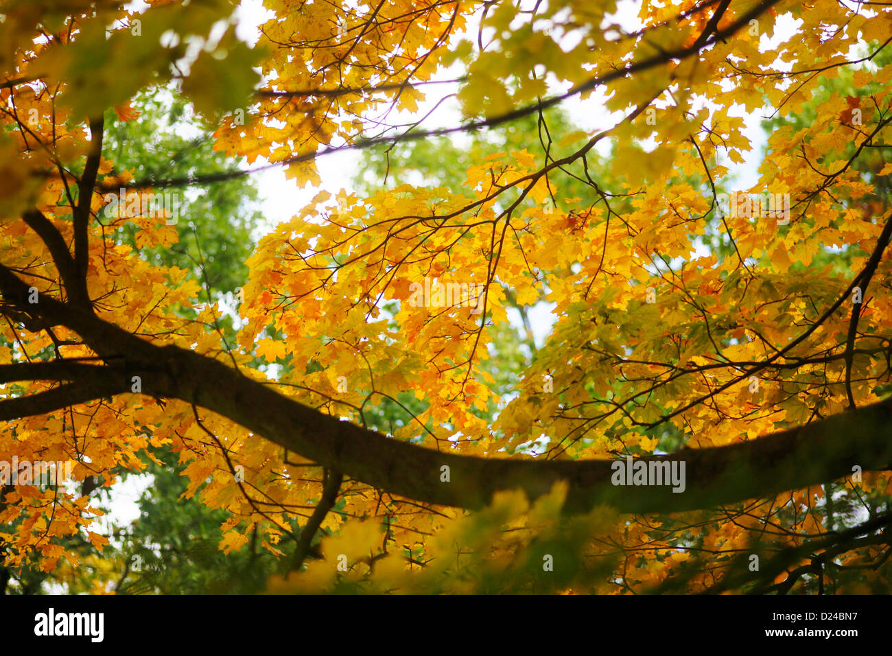 Germany, View of maple tree Stock Photo - Alamy