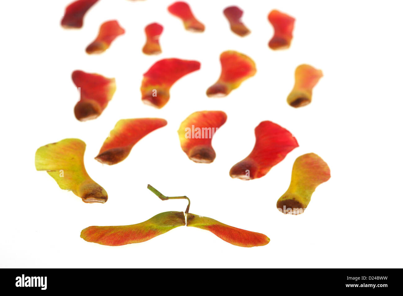 Autumn colours on maple Cut Out Stock Images & Pictures - Alamy