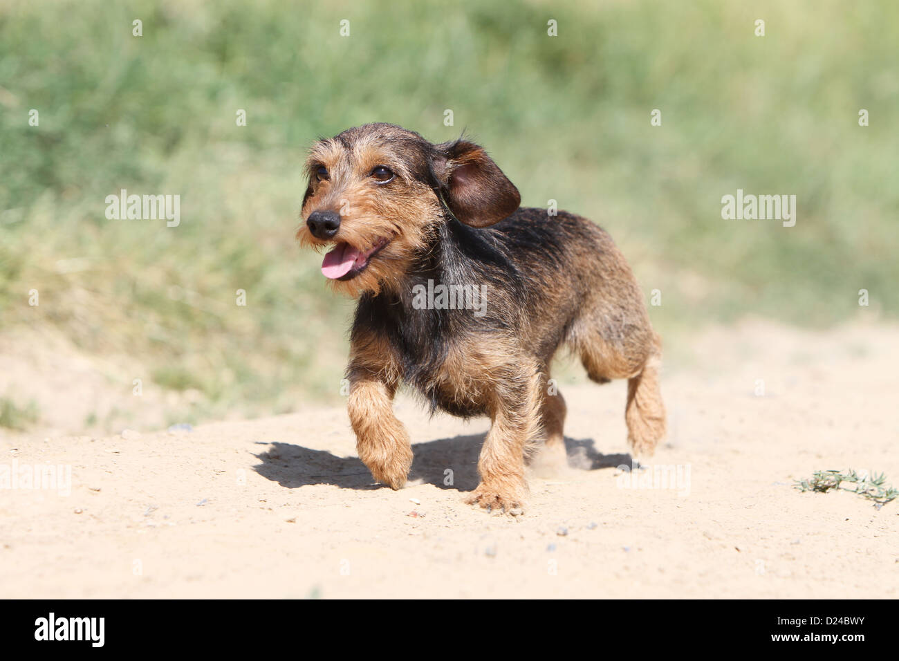 Boar hound of germany hi-res stock photography and images - Alamy
