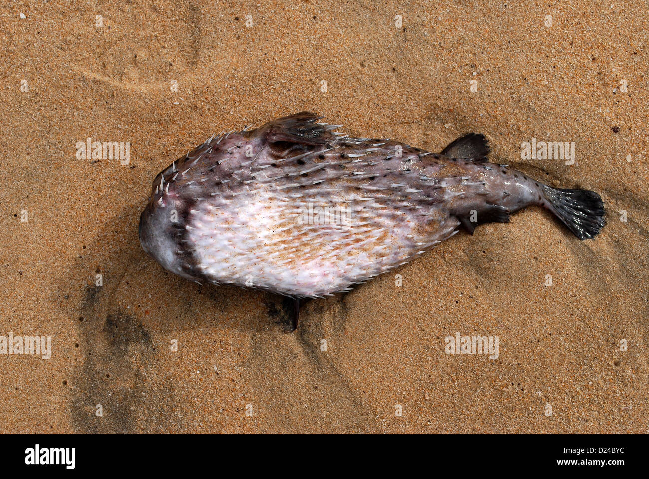 a dead sea fish on a beach Stock Photo - Alamy