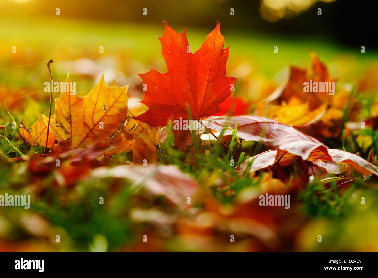 Germany, Saxony, Maple leaves in autumn Stock Photo - Alamy